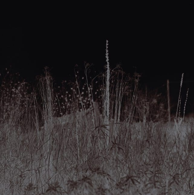 Fleur Olby - Dig Delve – An online magazine about gardens, landscape ...