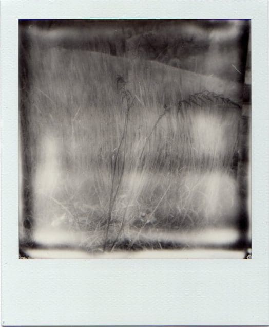 Fleur Olby - Dig Delve – An online magazine about gardens, landscape ...