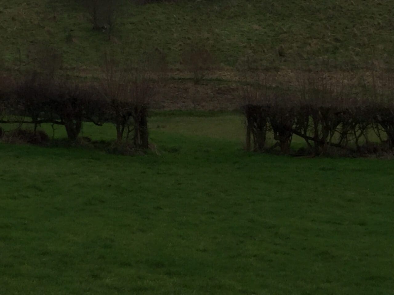 Fleur Olby - Dig Delve – An online magazine about gardens, landscape ...