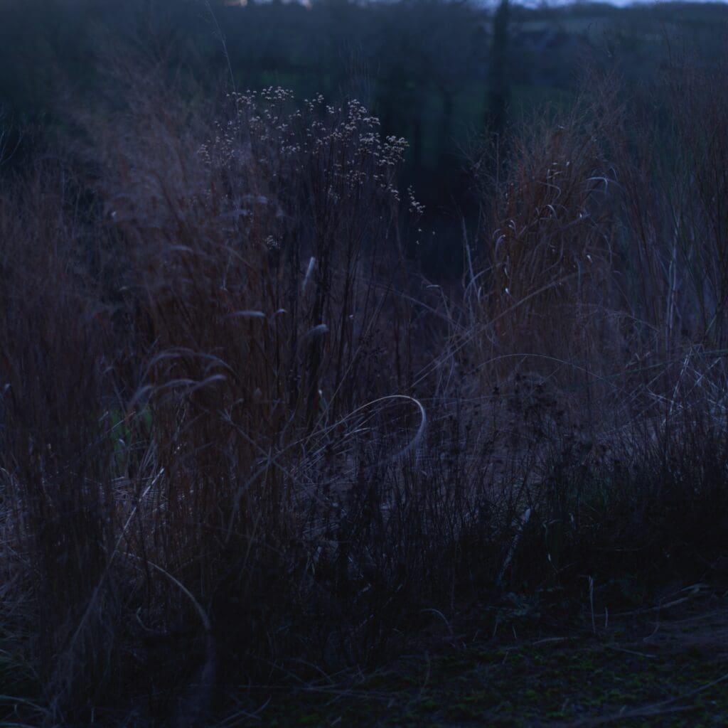 Fleur Olby - Dig Delve – An online magazine about gardens, landscape ...