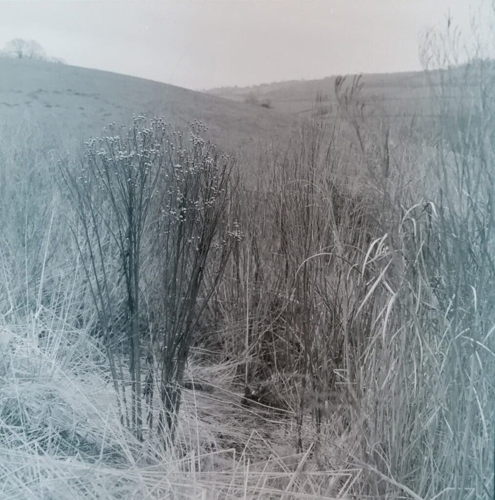 Fleur Olby - Dig Delve – An online magazine about gardens, landscape ...