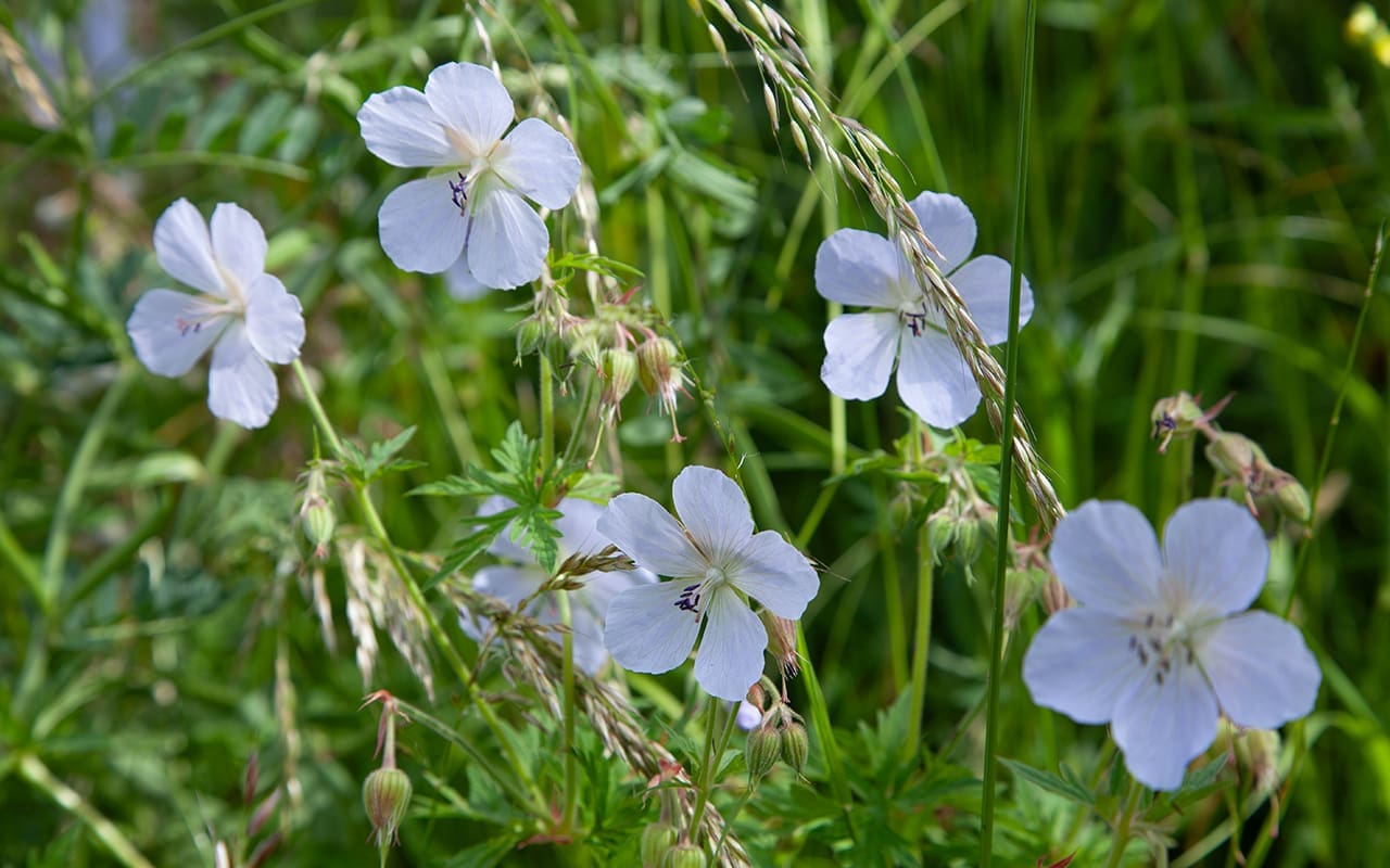 Geranium pratense - Dig Delve – An online magazine about gardens ...